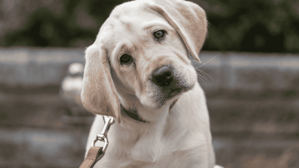 Golden Retriever e Labrador Retriever | Allevamento Casa di Olle